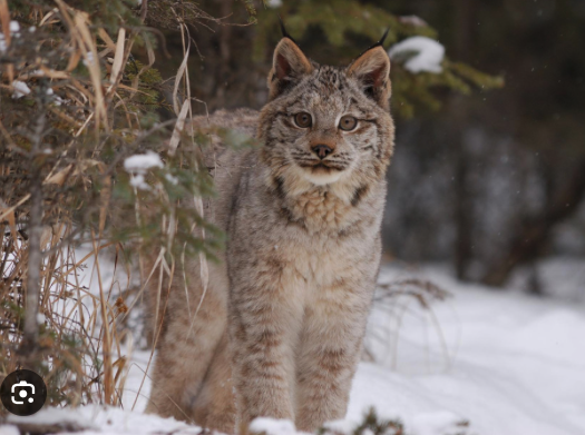 London Lynx Ringette : Website by RAMP InterActive